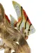 Jay Strongwater Swimming Angel Fish Figurine (Special Order) | Gracious ...